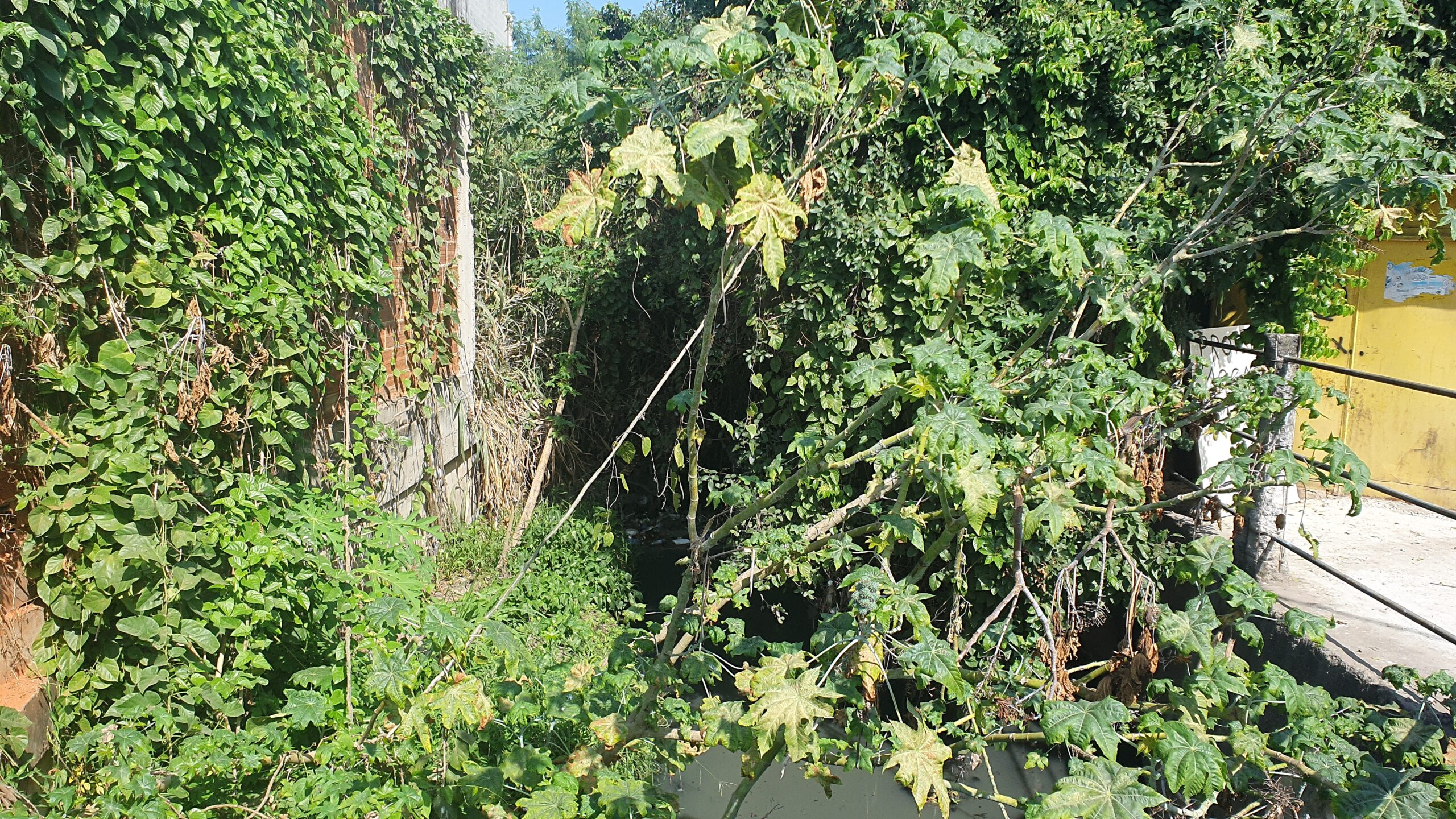 EDI PROFESSOR CELSO DE ALMEIDA CHAVES - Esse Rio é Meu - RIO DE JANEIRO